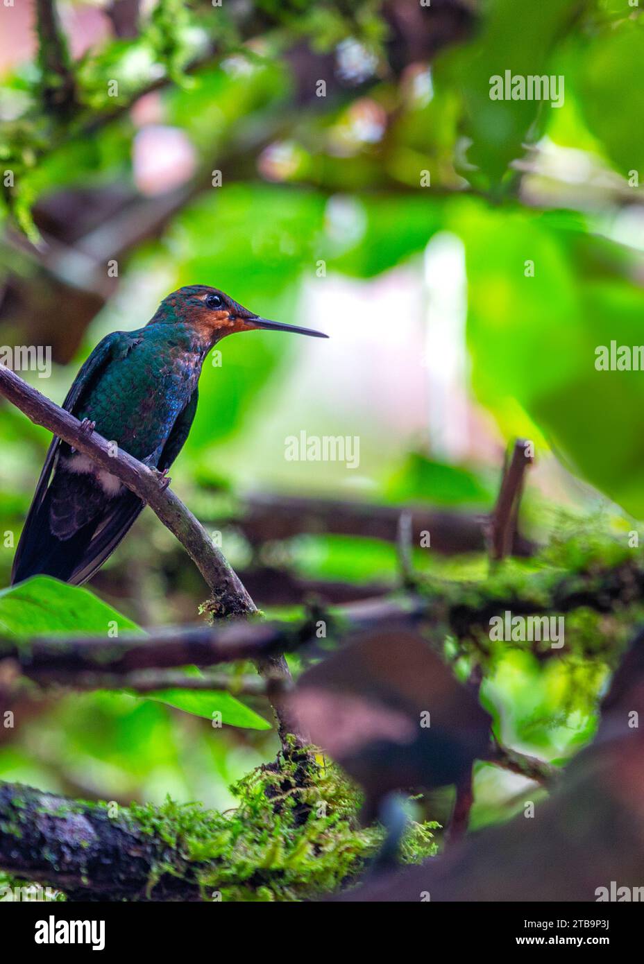 Exquisite Green-Crowned Brilliant Hummingbird, Heliodoxa jacula, graces ...