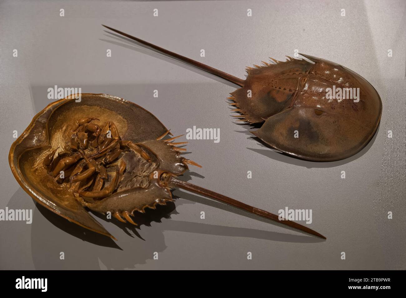 shell snail ancient animal fossil beautiful cephalopod paleontology ...