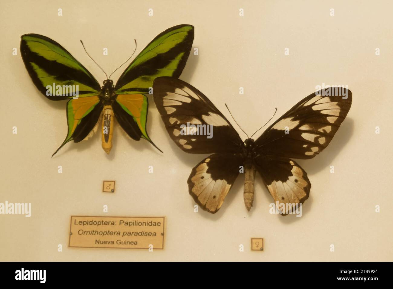 Insect colouring hi-res stock photography and images - Alamy