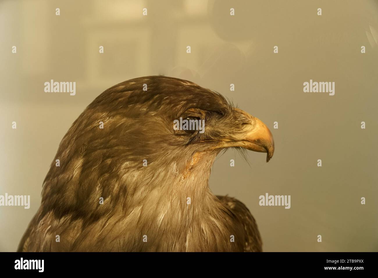 bird animal nature wild predatory head feathers beak eyes fauna Stock ...