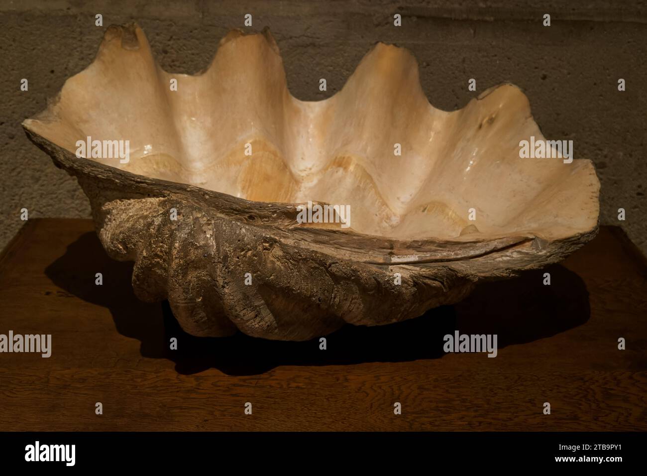 shell snail ancient animal fossil beautiful cephalopod paleontology ...