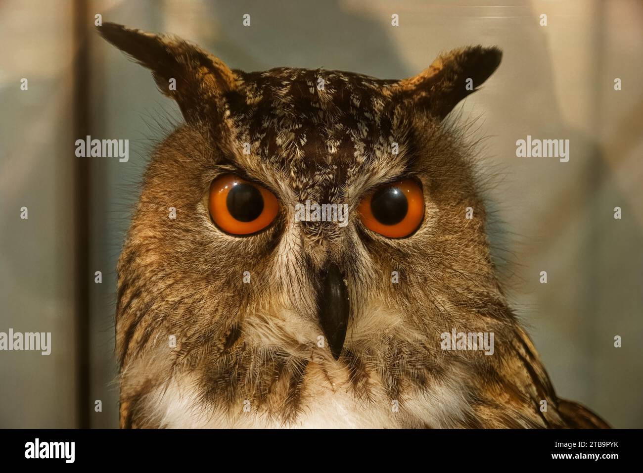 bird animal nature wild predatory head feathers beak eyes fauna Stock ...