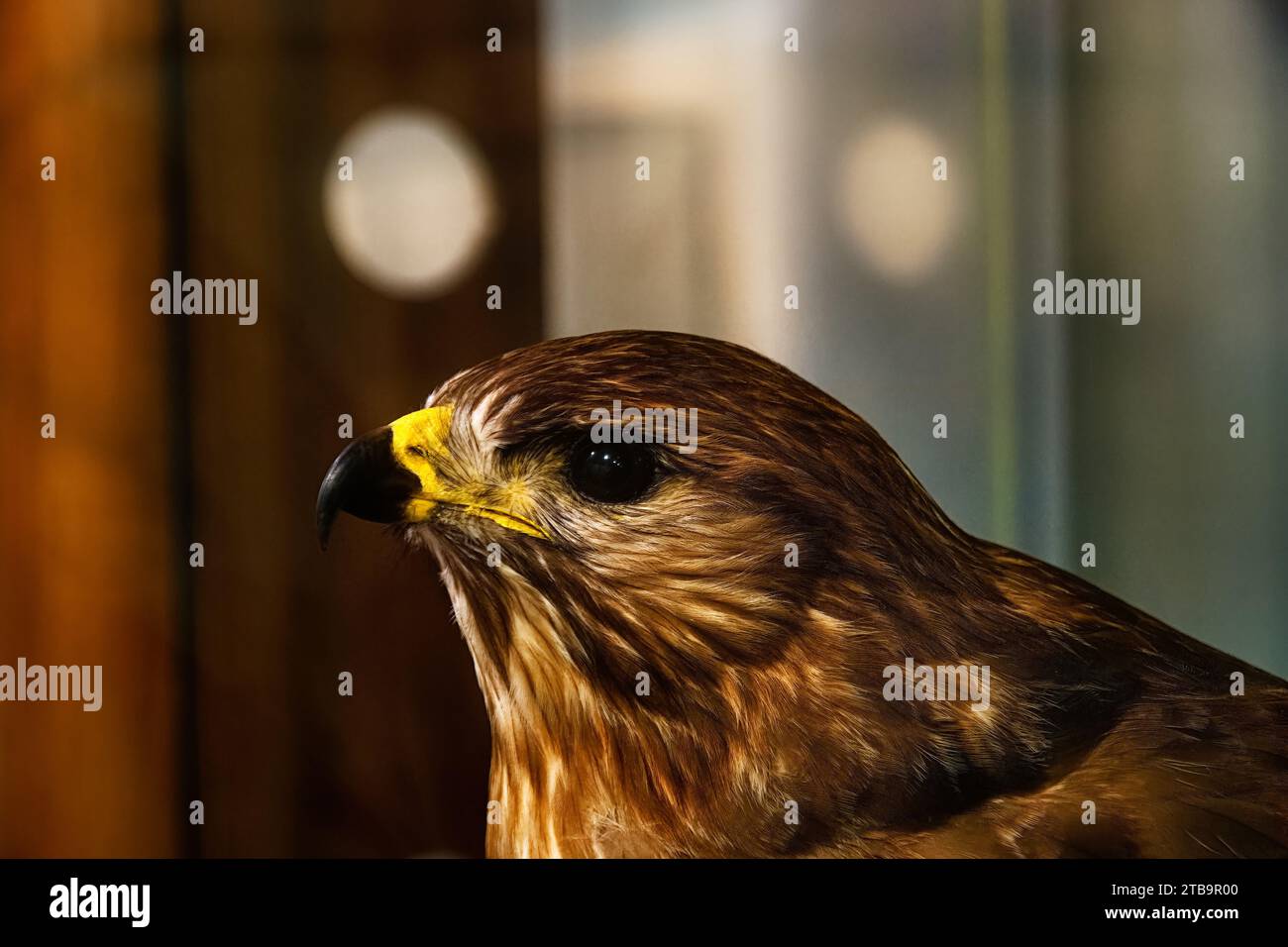 bird animal nature wild predatory head feathers beak eyes fauna Stock ...