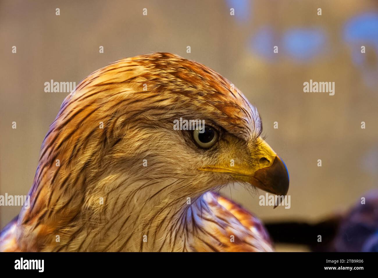 bird animal nature wild predatory head feathers beak eyes fauna Stock ...