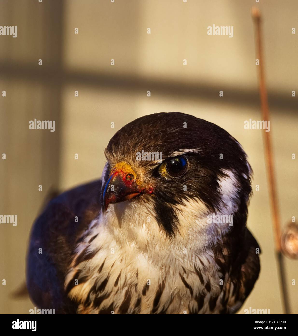 bird animal nature wild predatory head feathers beak eyes fauna Stock ...