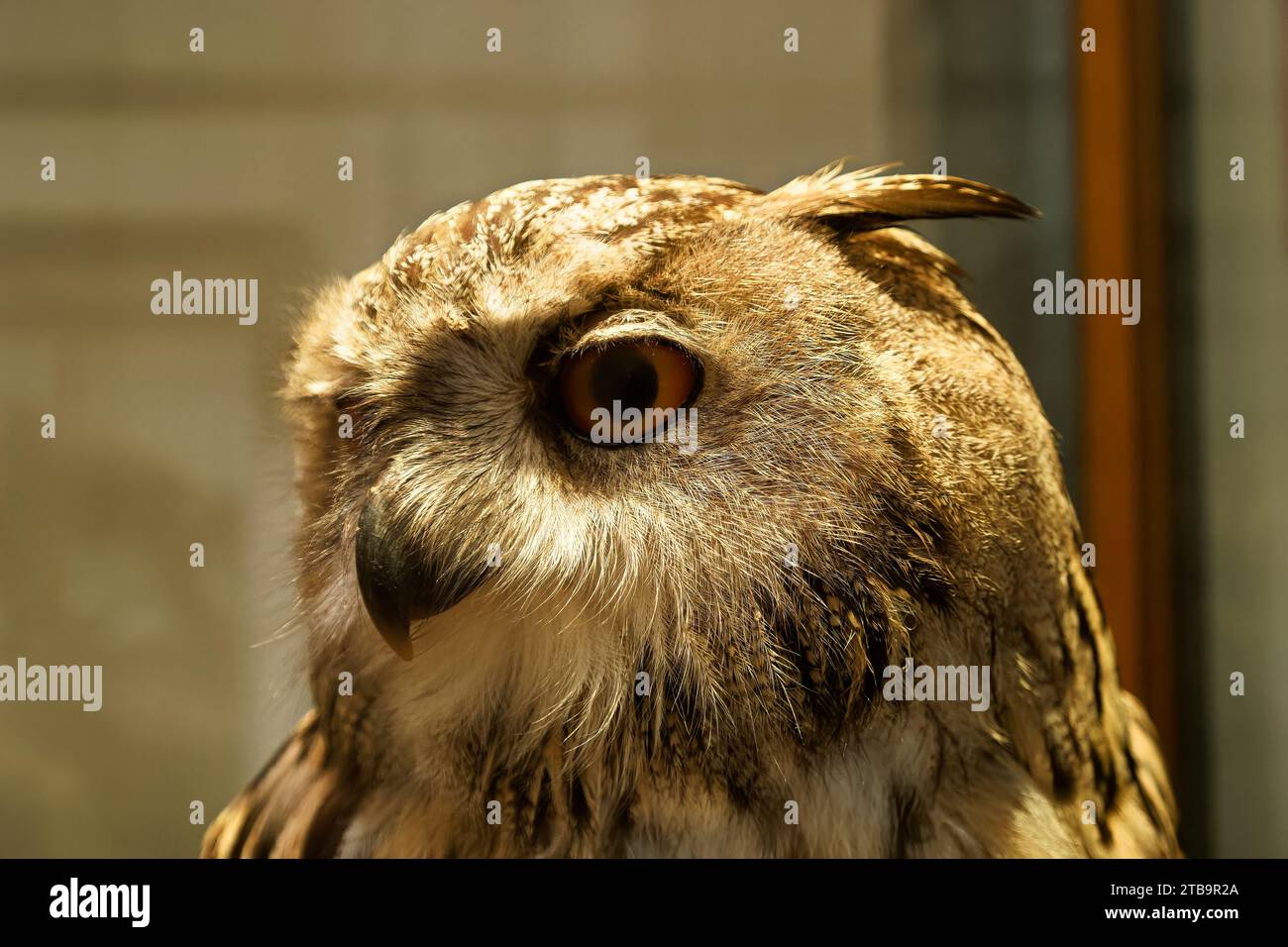 bird animal nature wild predatory head feathers beak eyes fauna Stock ...