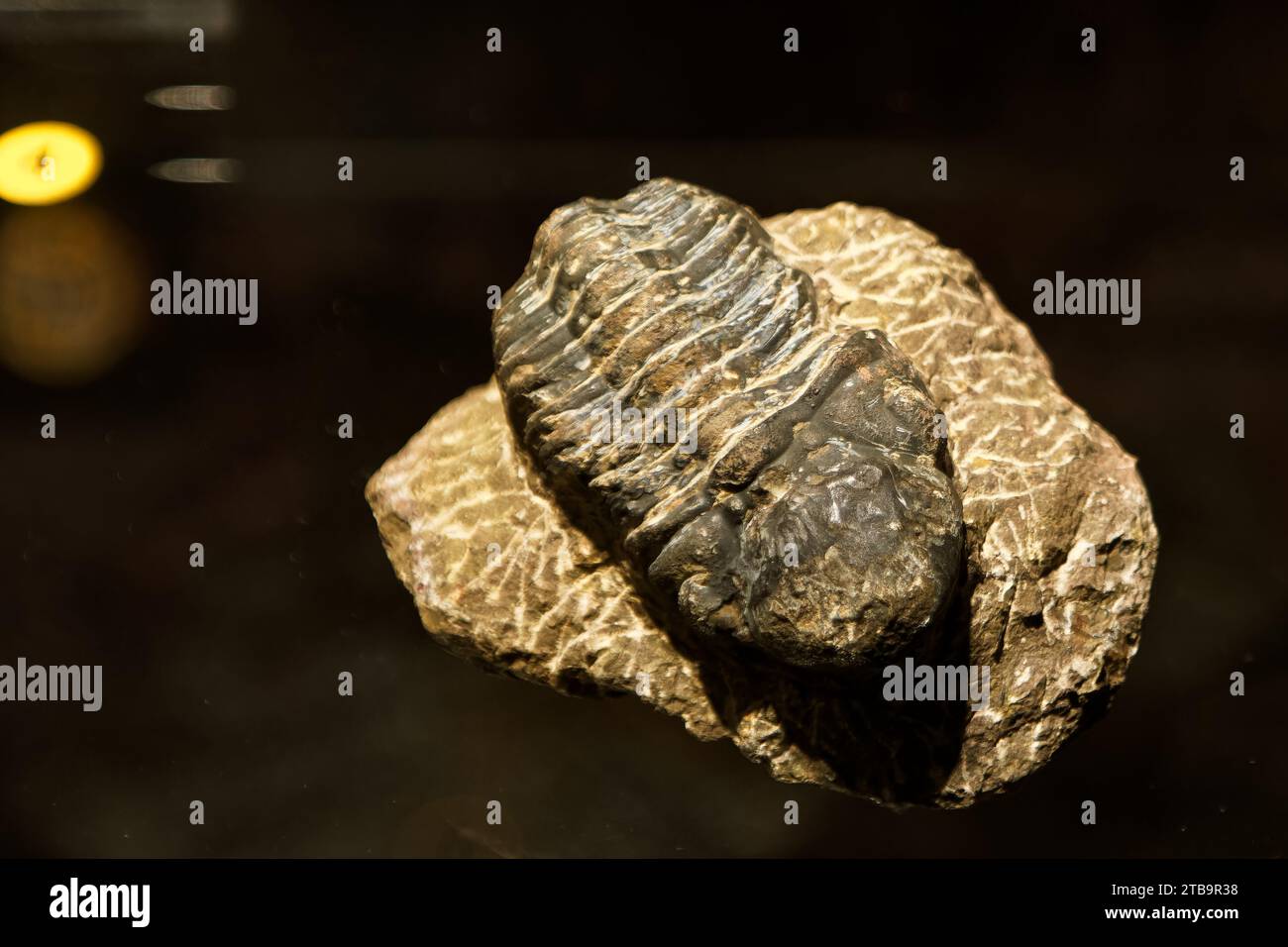 fossil paleontology old stone geology imprint animal fossil stone ...