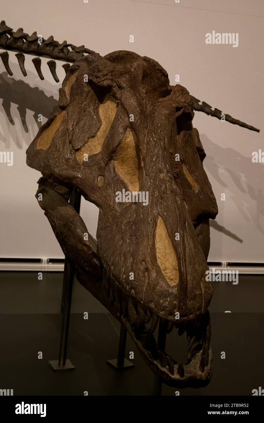 skull skeleton fossil paleontology ancient animal nature nature bones ...