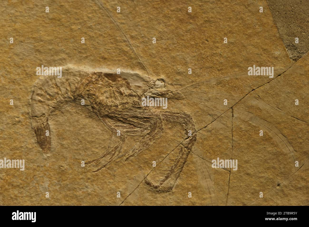 fossil paleontology old stone geology imprint animal fossil stone ...