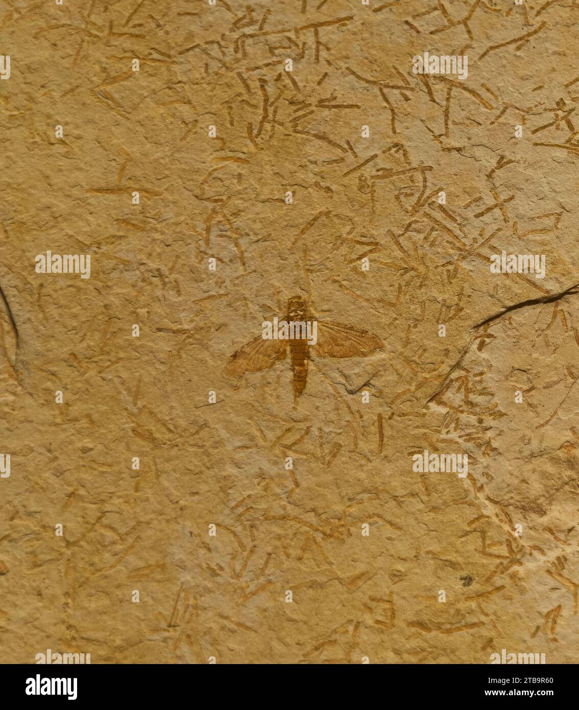 fossil paleontology old stone geology imprint animal fossil stone ...