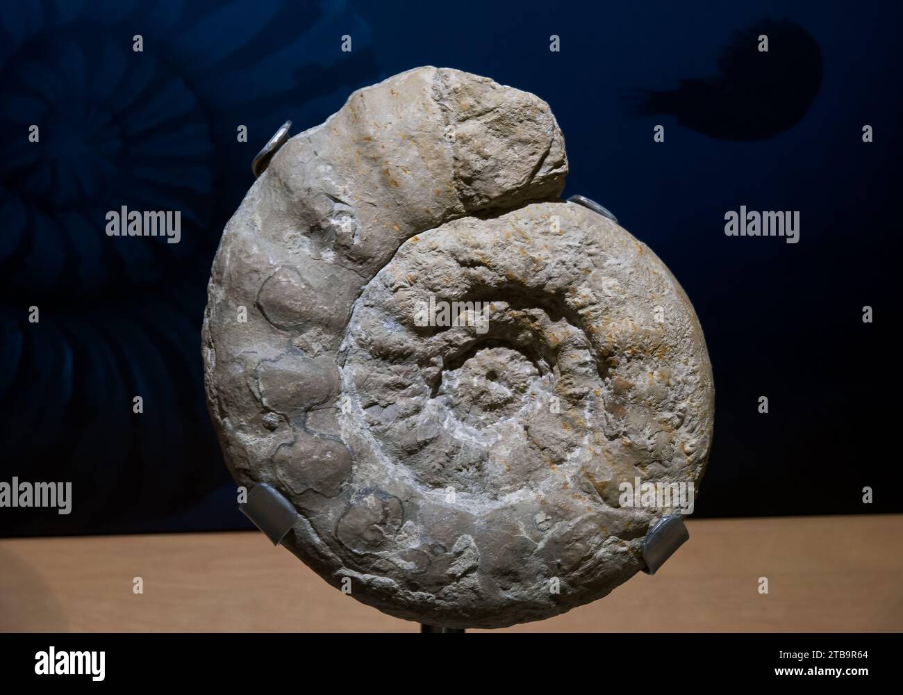 shell snail ancient animal fossil beautiful cephalopod paleontology ...