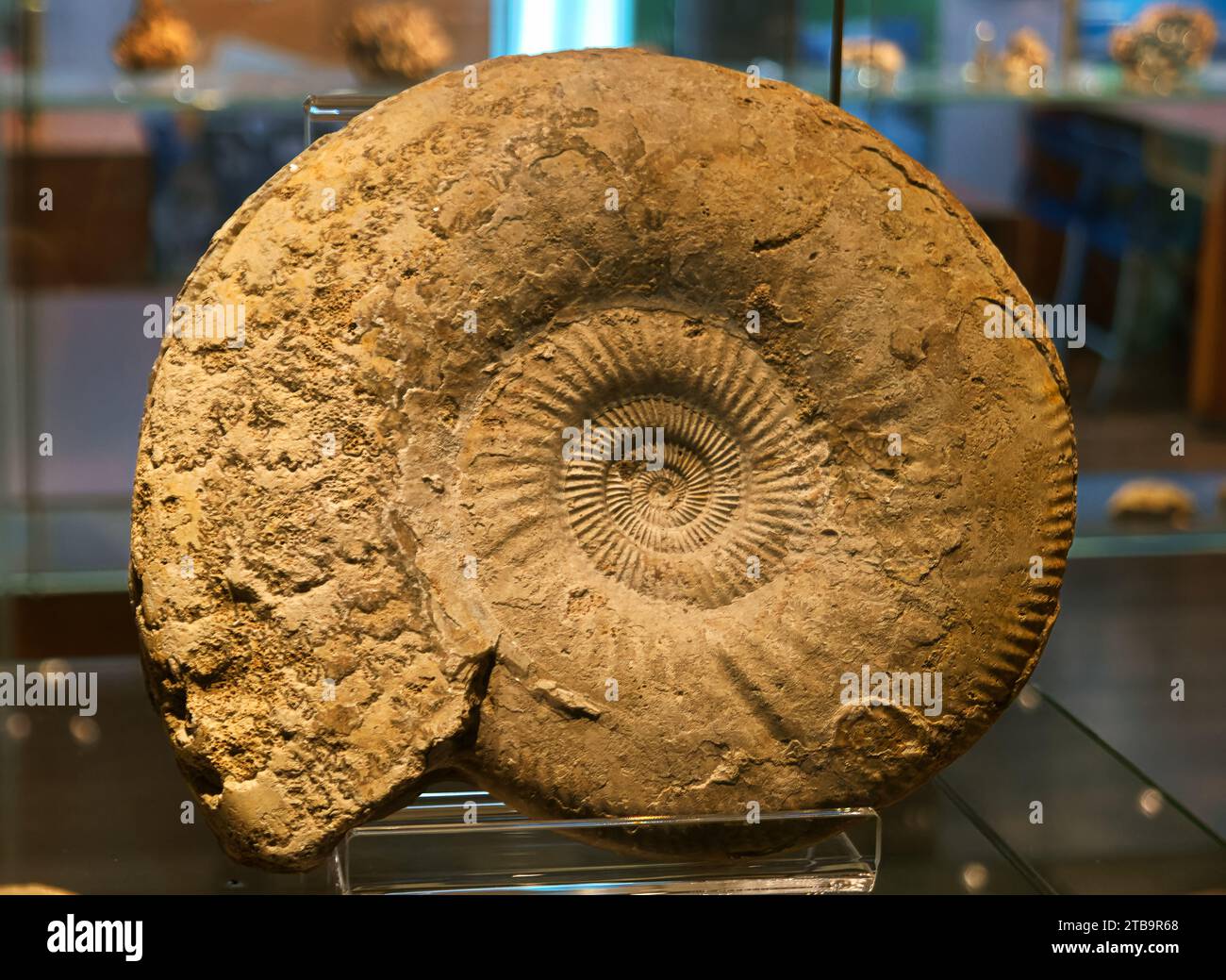 shell snail ancient animal fossil beautiful cephalopod paleontology ...