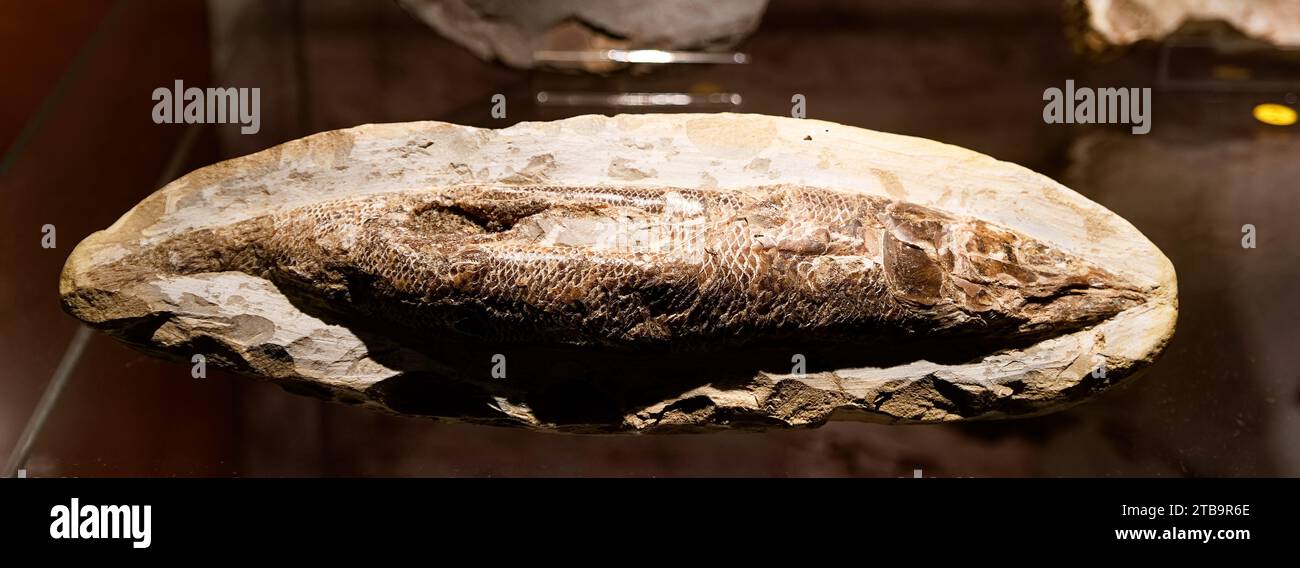 fossil paleontology old stone geology imprint animal fossil stone ...