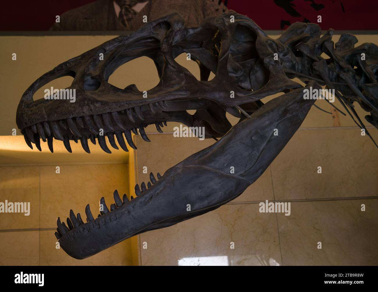 skull skeleton fossil paleontology ancient animal nature nature bones ...