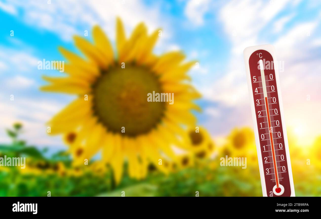Thermometer shows hot weather on blur sunflower background. Growing ...