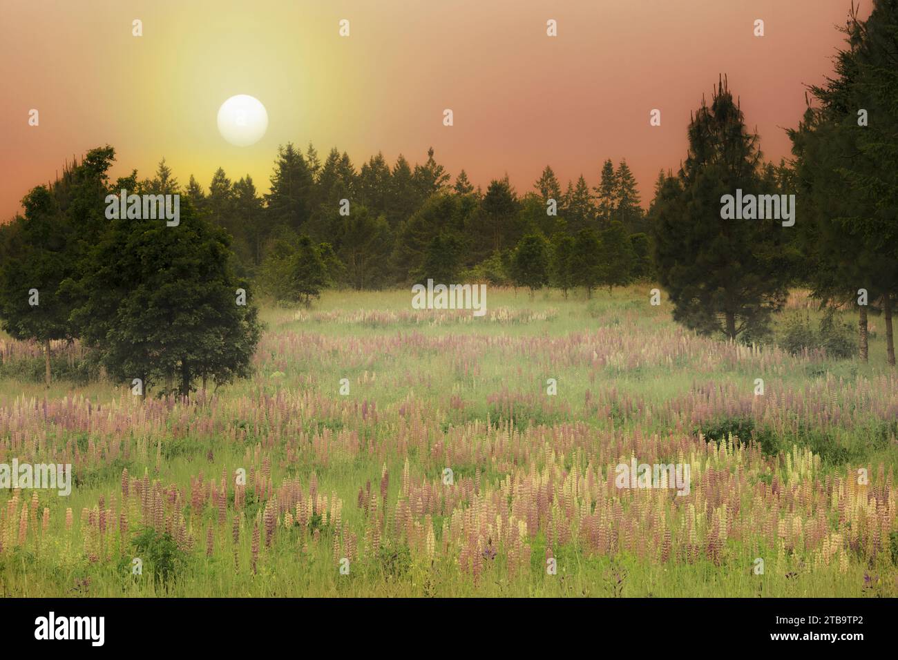 Graham oaks park hi-res stock photography and images - Alamy