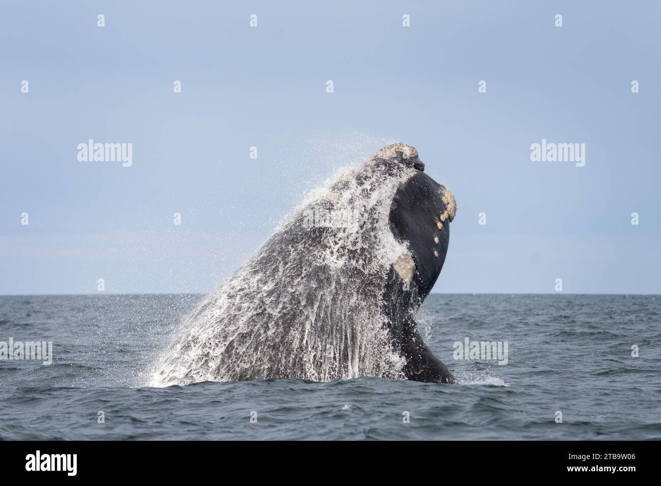 Southern right whale is breaching around the Valdés peninsula. Rare ...