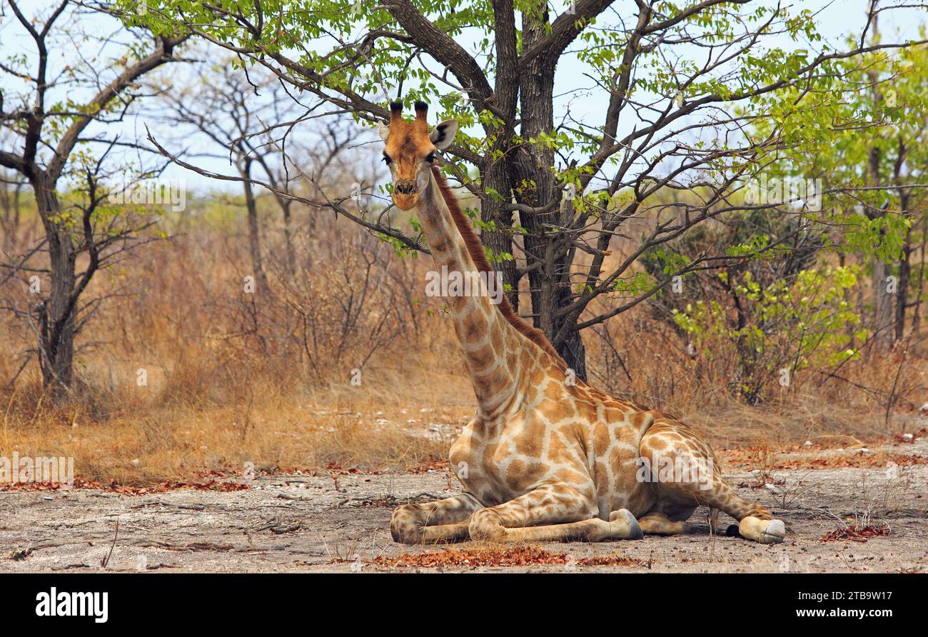 Full framed Giraffe sitting down resting under a tree from the ...