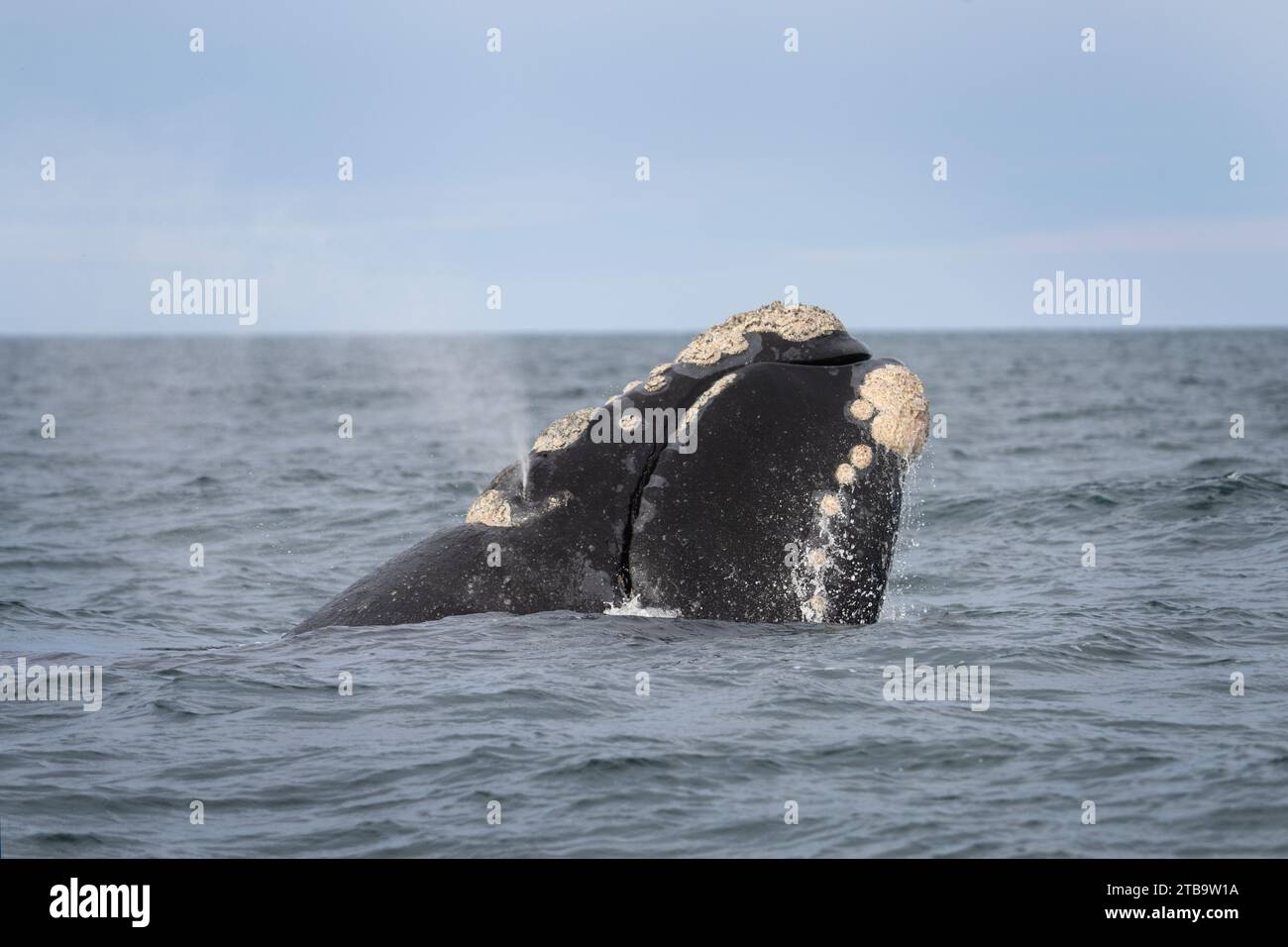 Southern right whale is breaching around the Valdés peninsula. Rare ...