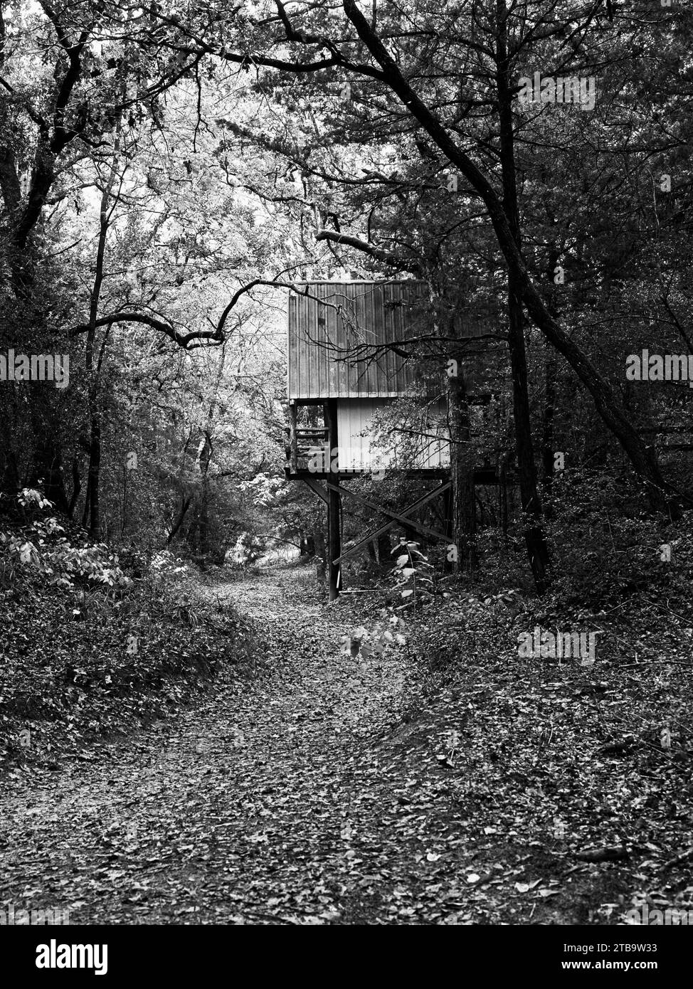 Small Cabin in the woods above a dry stream bed Stock Photo - Alamy