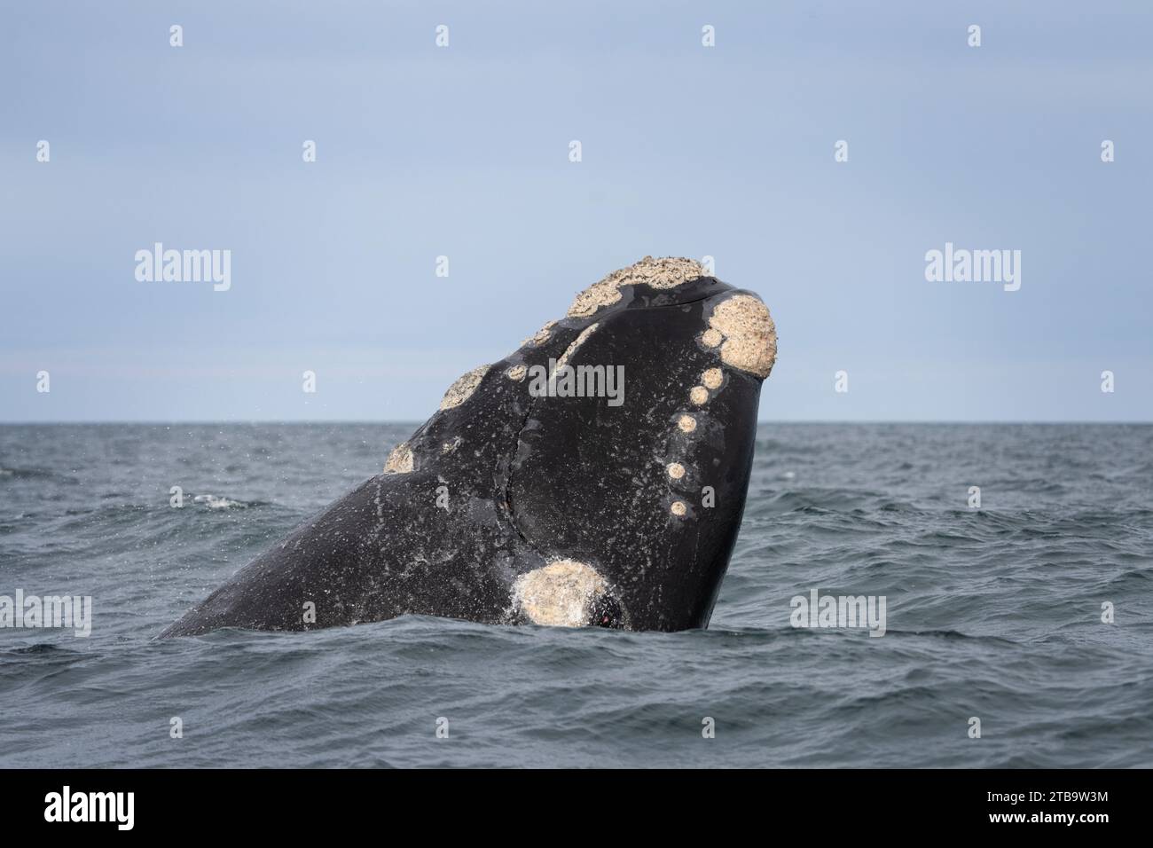 Southern right whale is breaching around the Valdés peninsula. Rare ...