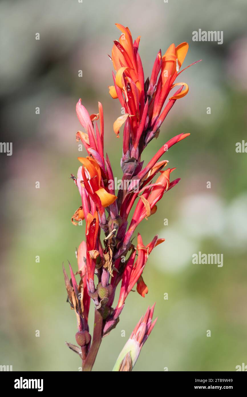 Close up of Indian shot (canna indica) flowers in bloom Stock Photo - Alamy