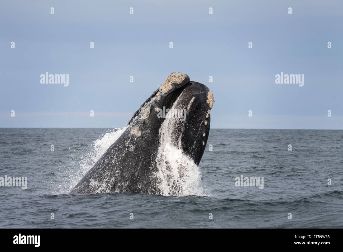 Southern right whale is breaching around the Valdés peninsula. Rare ...