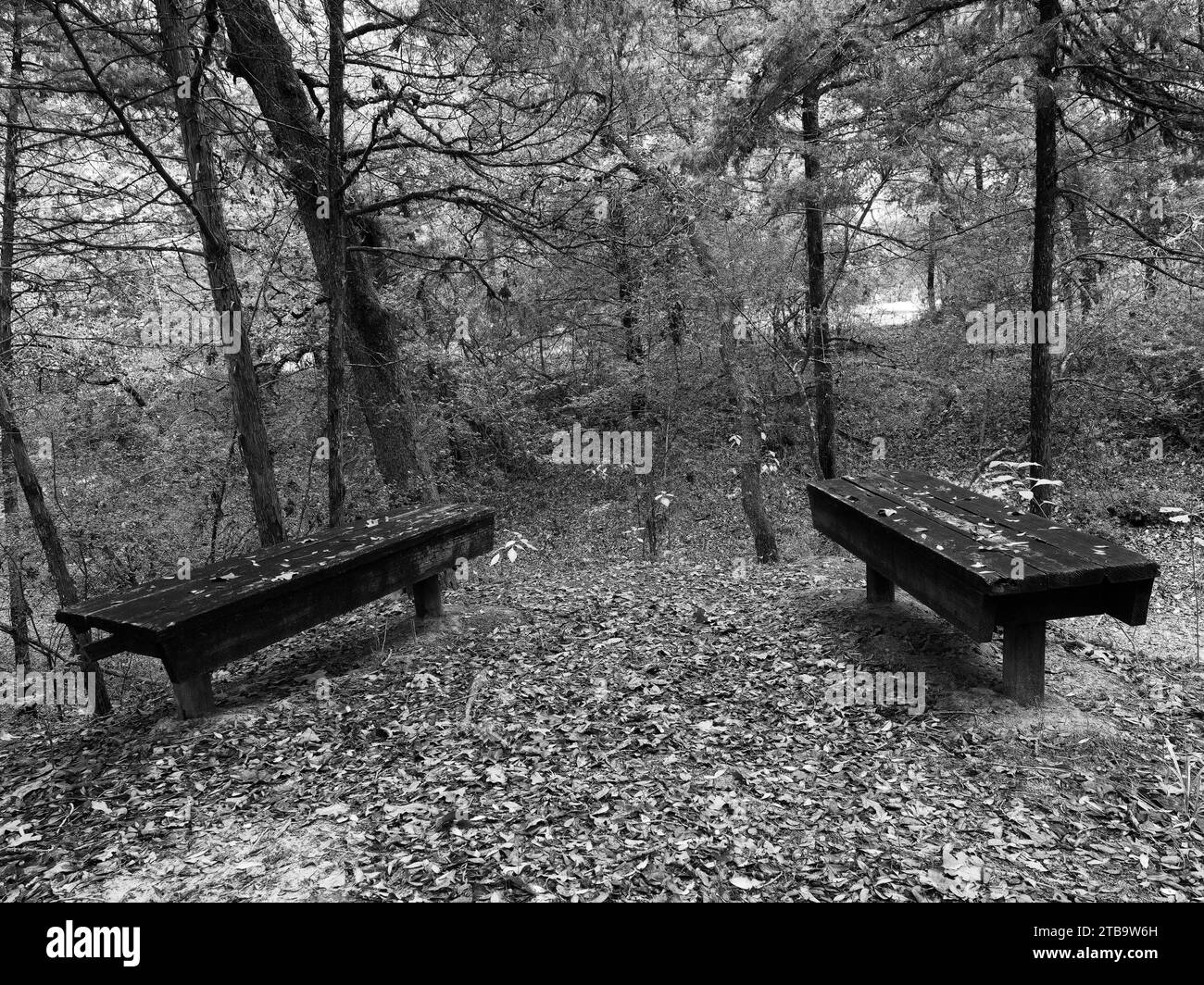 Two benches in the woods Stock Photo - Alamy