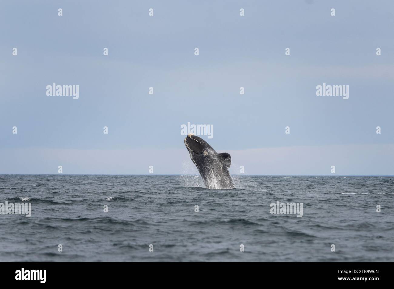 Southern right whale is breaching around the Valdés peninsula. Rare ...