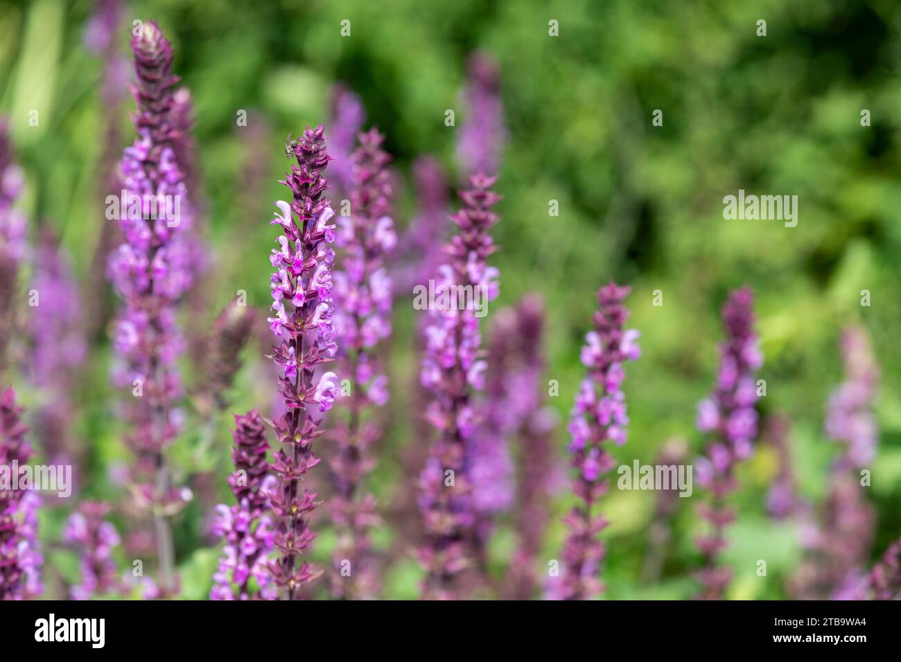 Close up of rose marvel salvia nemorosa flowers in bloom Stock Photo ...