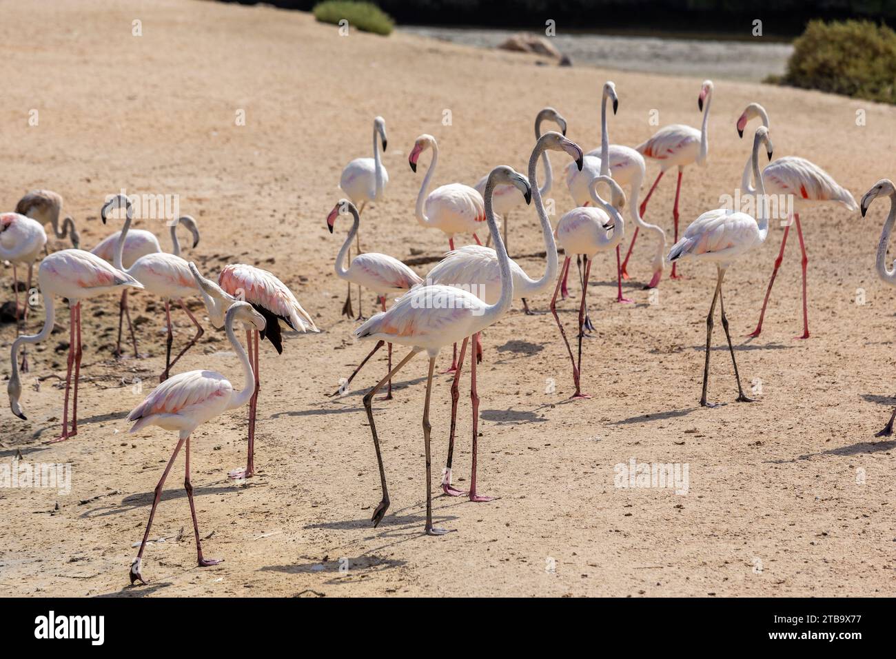 Flock of Greater Flamingos (Phoenicopterus roseus) in the mudflats of ...