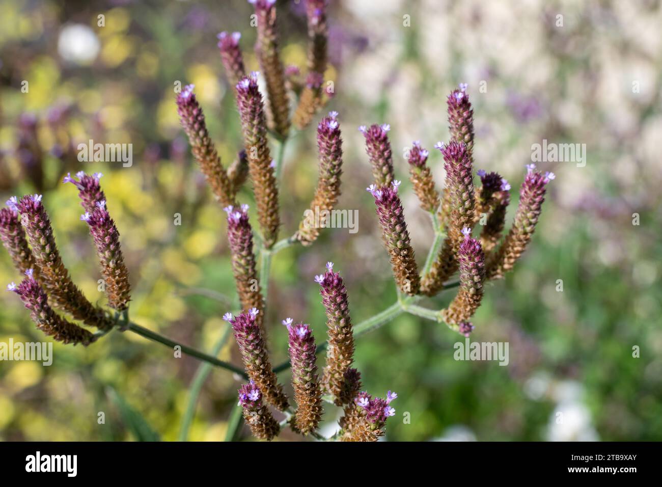 Close up of purpletop vervain (verbena bonariensis) in bloom Stock ...