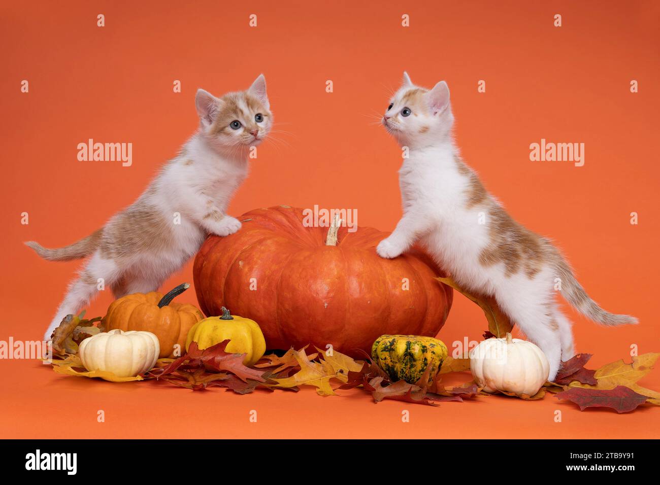 Two White and ginger cats, kittens sitting on a pumpkin in a still life ...