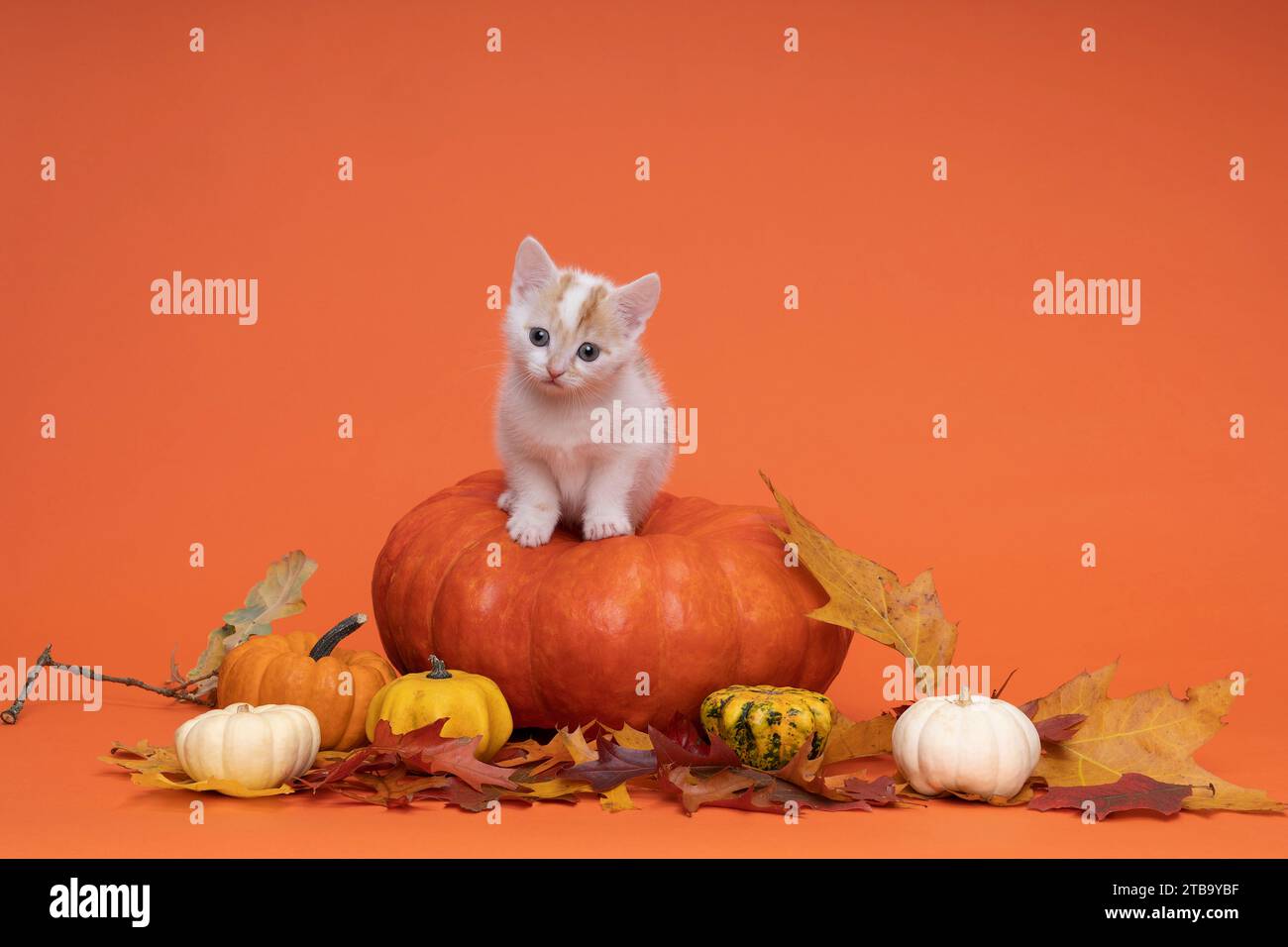 White and ginger cat, kitten sitting on a pumpkin in a still life ...