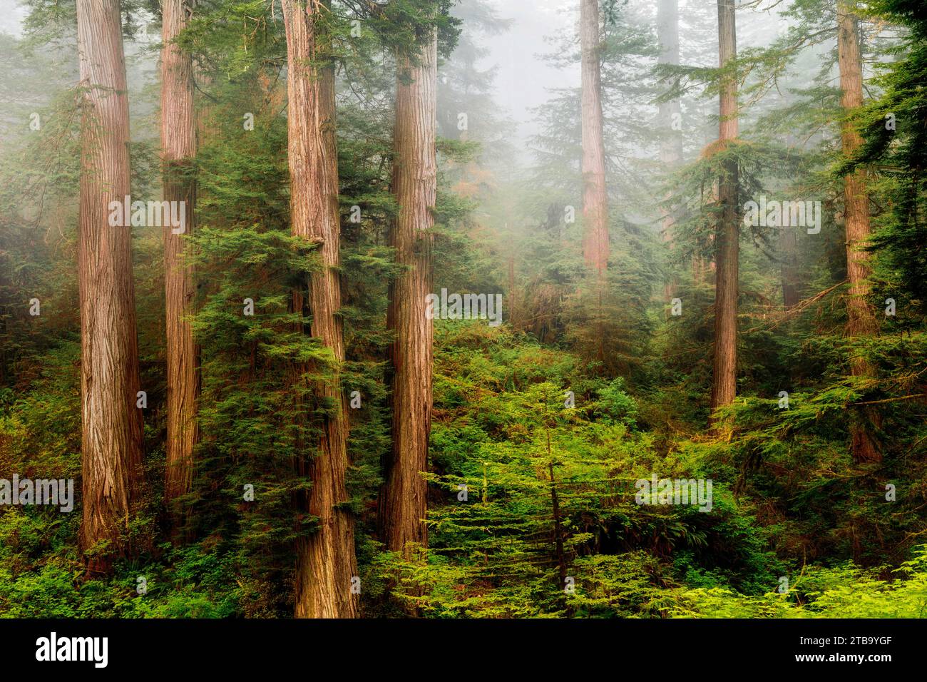 Jedidiah smith redwoods state park hi-res stock photography and images ... Jedidiah smith redwoods state park hi-res stock photography and images ...