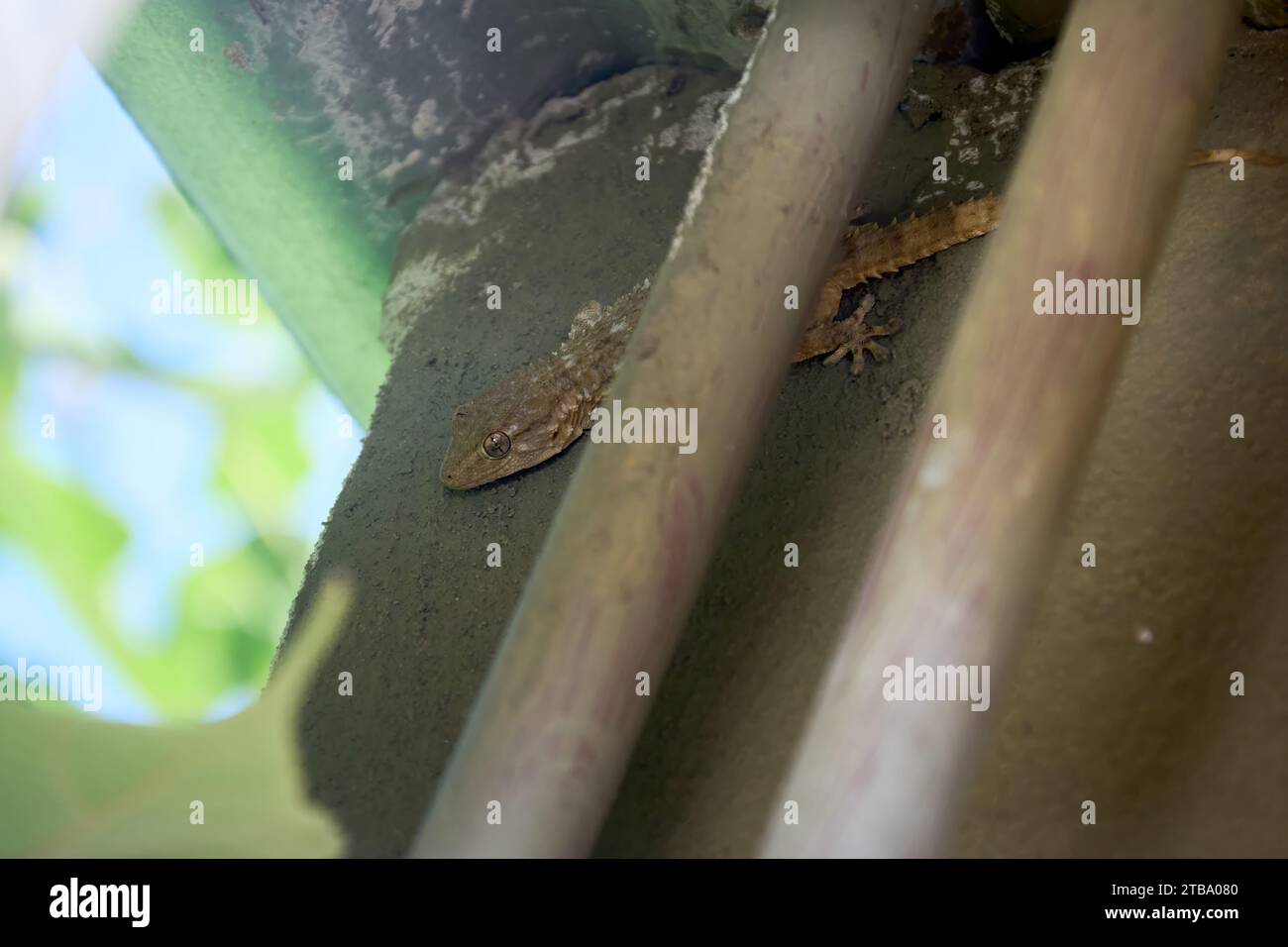 Small gecko trying to hide on wall of house in Buenos Aires, Argentina ...