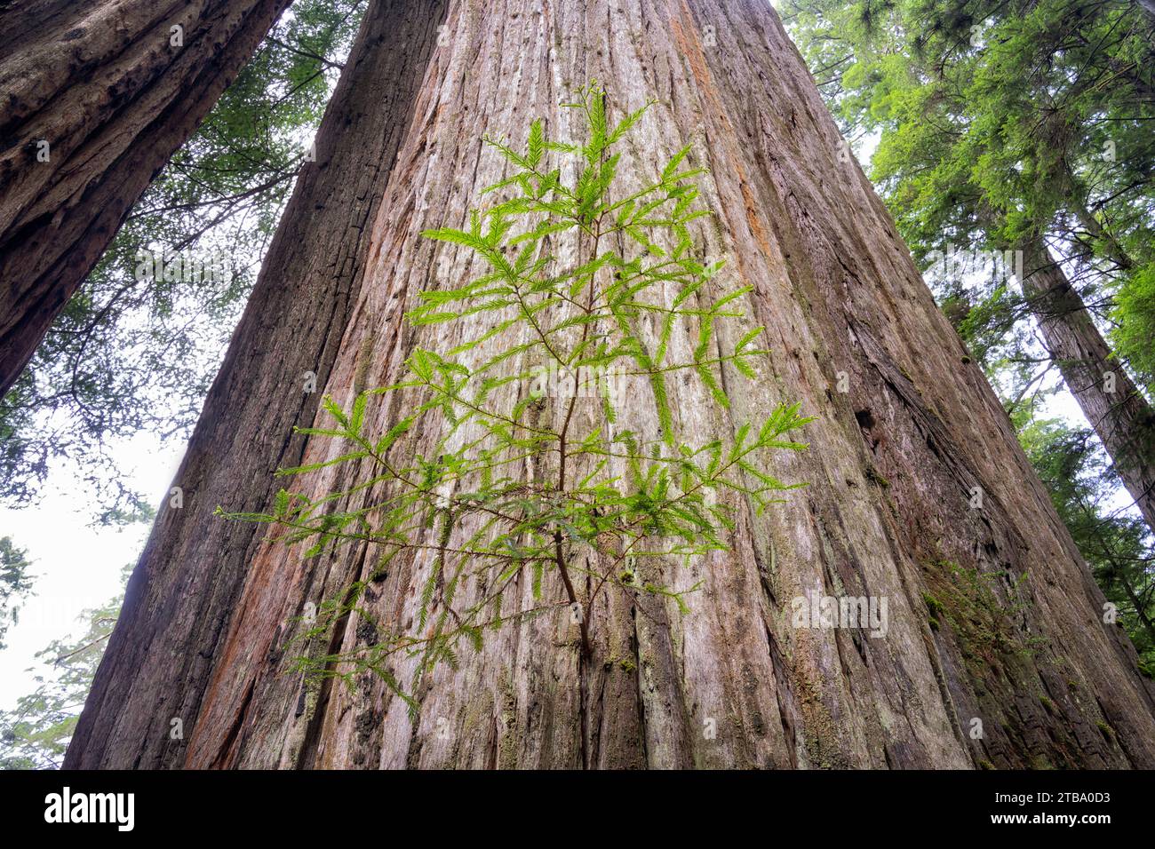 Redwood trees with new small gowth of another tree. Redwood National ...