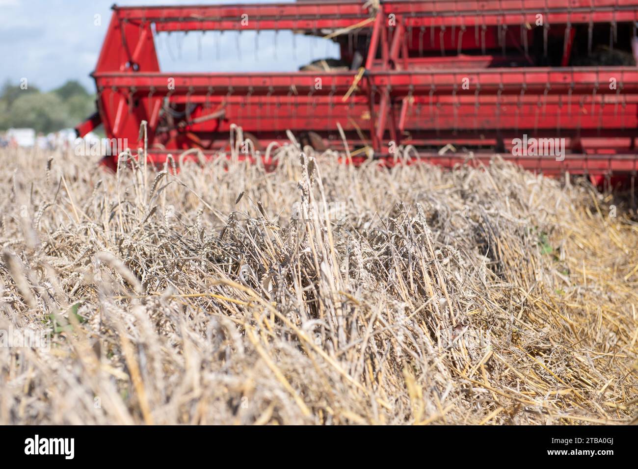 front view of a combine harvester harvesting wheat Stock Photo - Alamy
