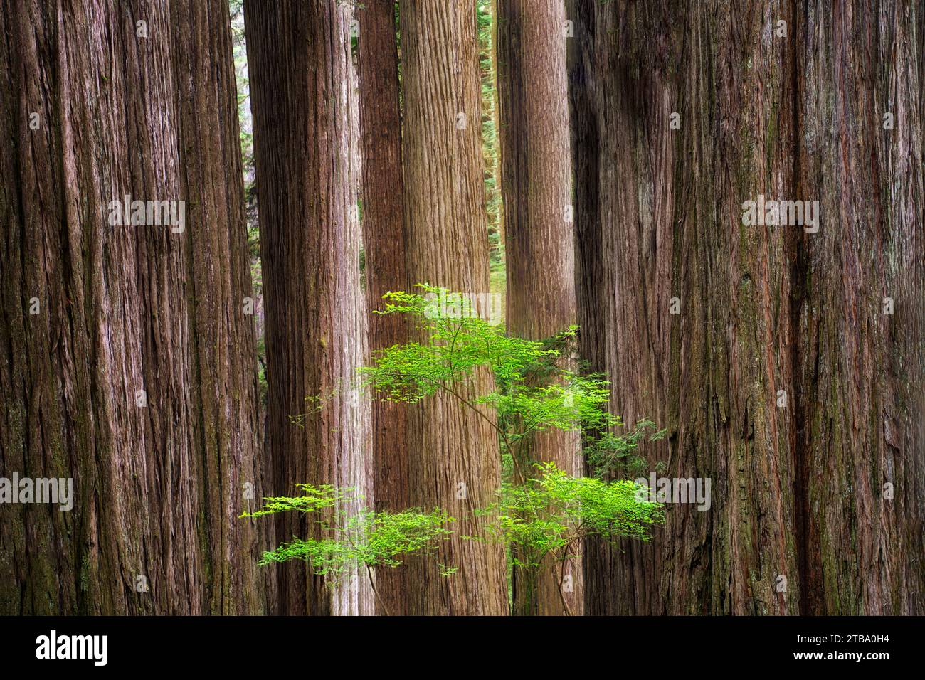 New spring growth and redwood trees. Redwood National Park, California ...