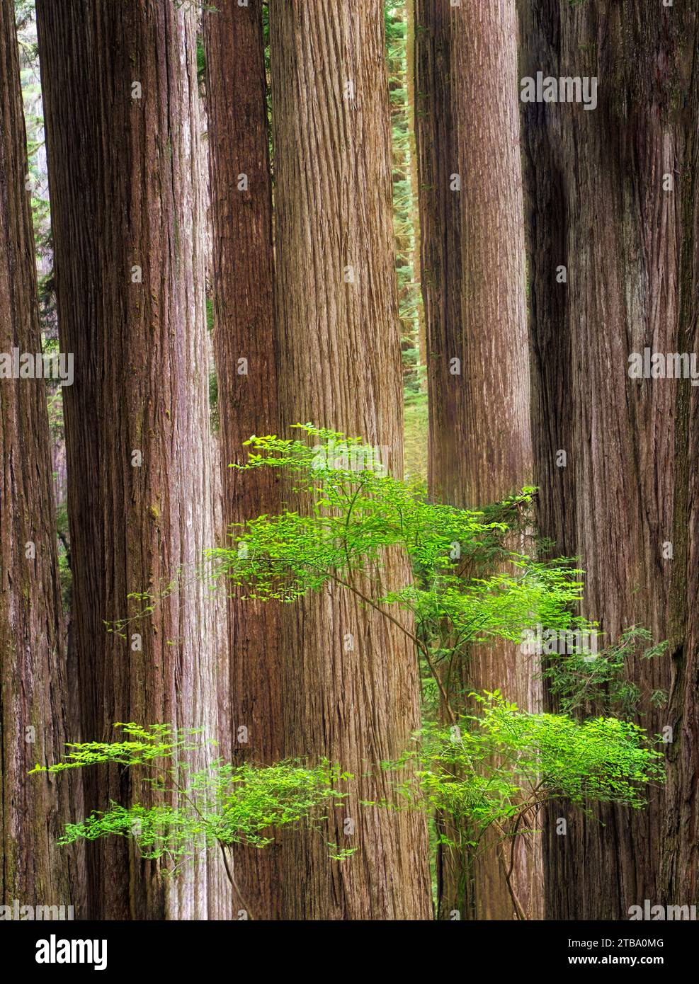 The new forest national park spring hi-res stock photography and images ...