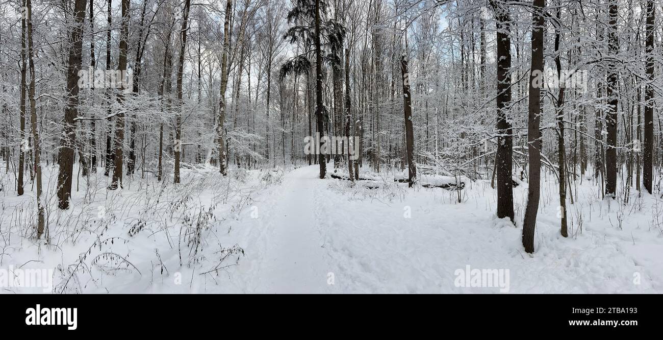 Panoramic photo of the winter public park, tree branches are covered ...