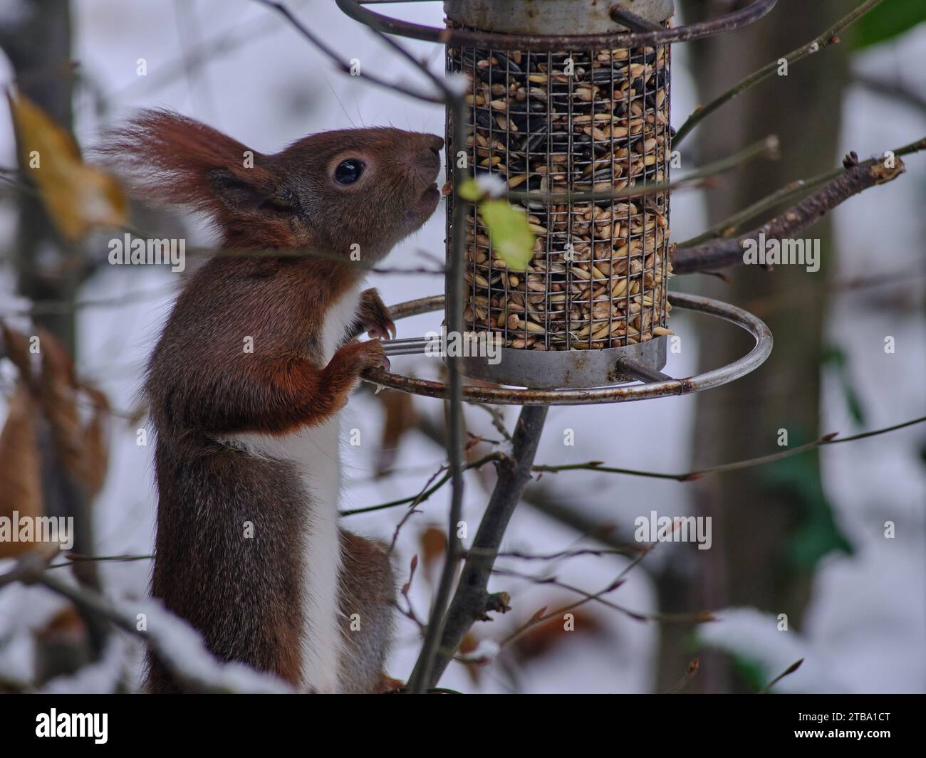 Squirrel eats bird seed in winter Stock Photo - Alamy