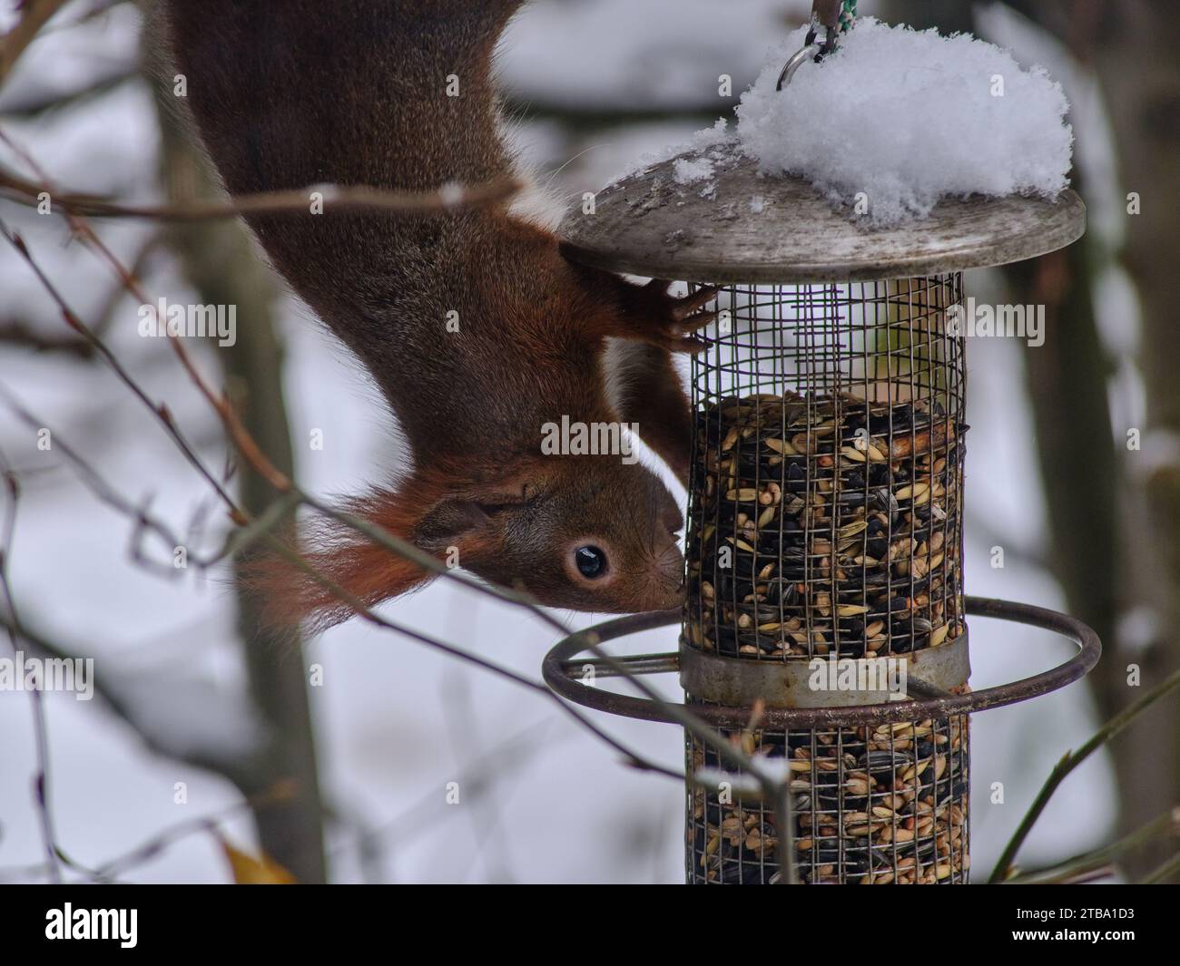 Squirrel eats bird seed in winter Stock Photo - Alamy