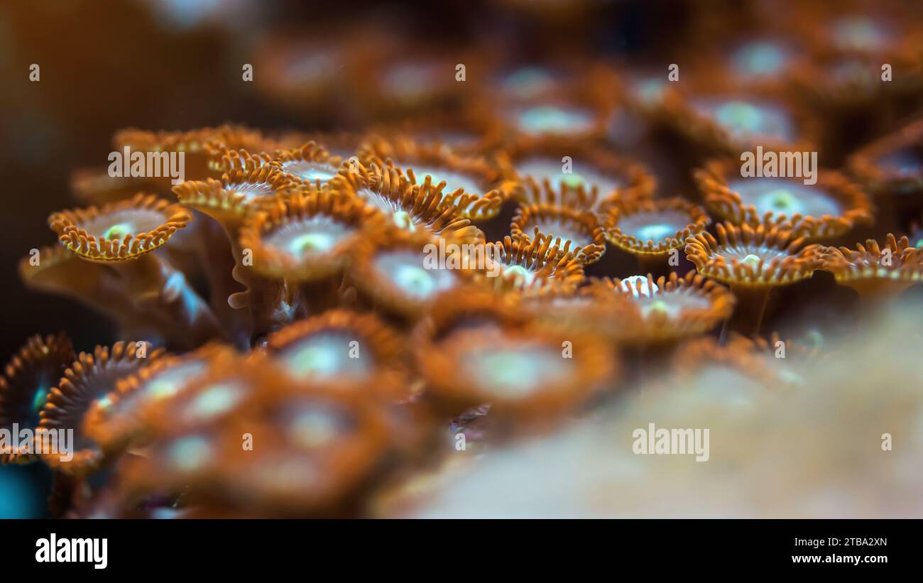 Underwater photo - orange flower like soft corals, Zoanthus species ...