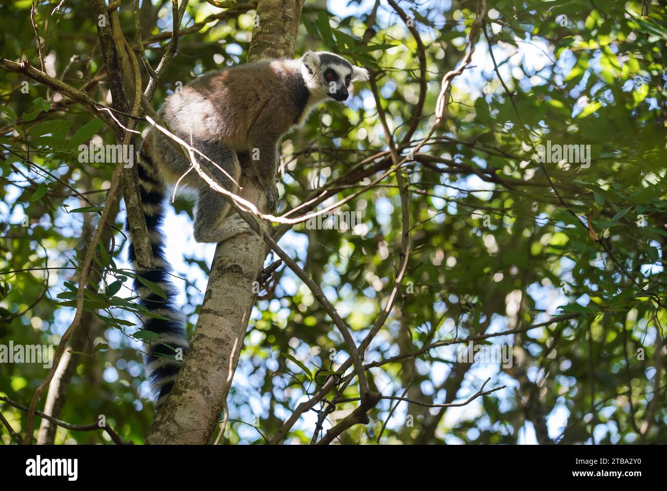 Ring-tailed lemur (Lemur catta) sitting on tree in their natural ...