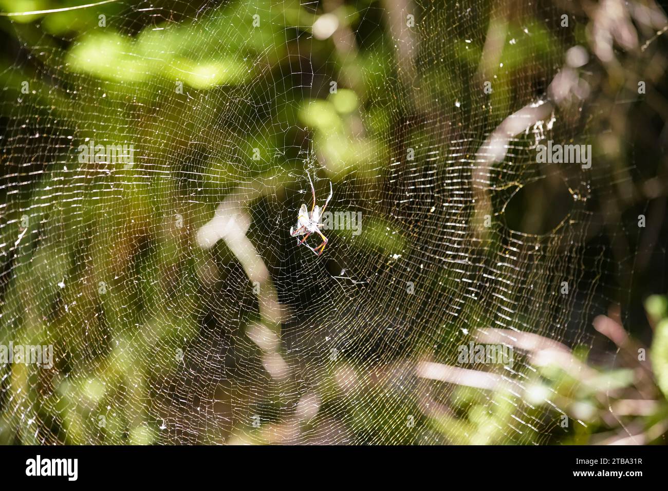 Closeup detail to large cobweb in Madagascar jungle with spider at ...