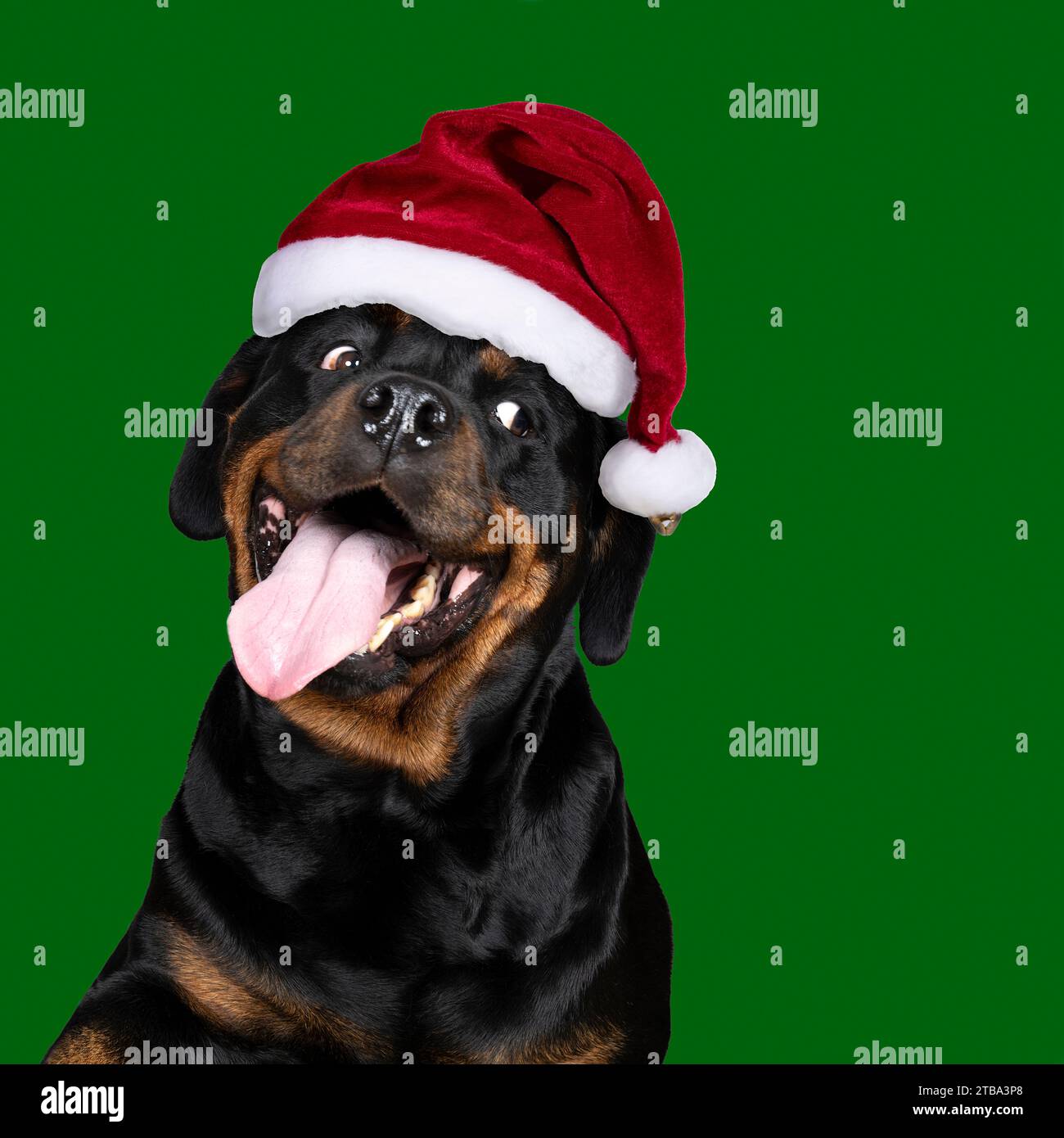 Portrait of an adult rottweiler dog looking funny tongue out wearing a ...