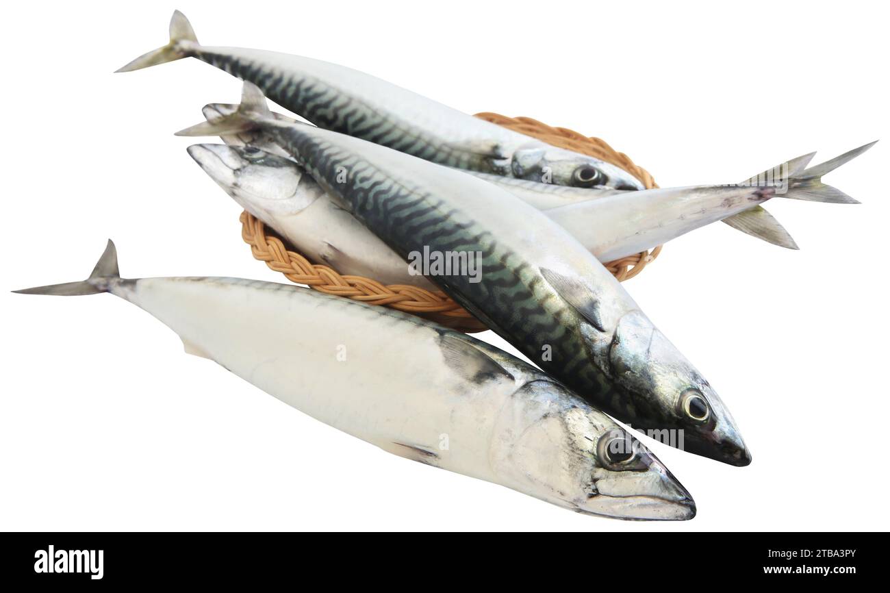 Atlantic mackerel freshly caught from sea Stock Photo - Alamy