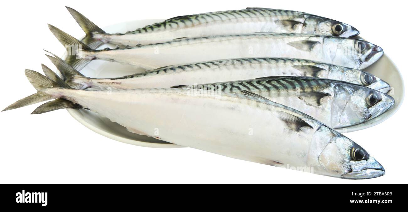 Freshly caught atlantic fish hi-res stock photography and images - Alamy