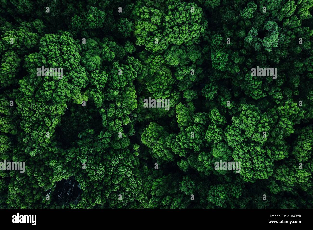 Green forest top view. Aerial photography from a drone Stock Photo - Alamy